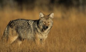 Coyote Tracks and Sign » Wilderness Awareness School