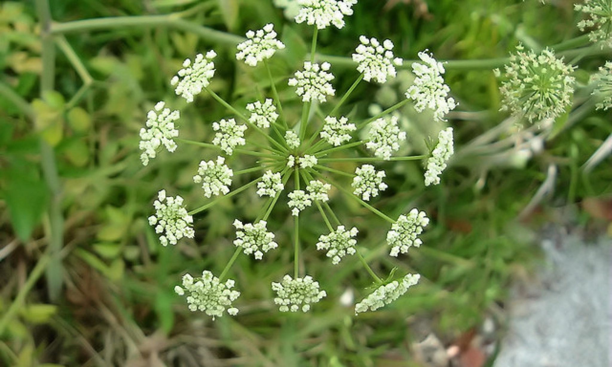 Water Hemlock: Deadly Plants » Wilderness Awareness School